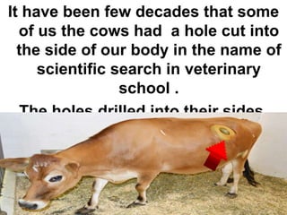 the worries of the fistulated cows (cannulated cows). | PPTX ...