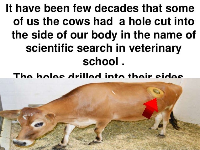 the worries of the fistulated cows (cannulated cows).