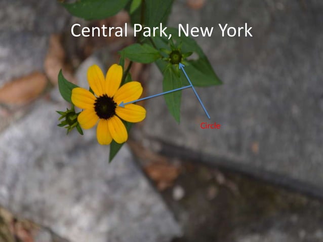 Holiday homework maths (Math Around Us) | PPT