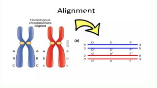 Holliday-Model-of-DNA-Recombination.pptx