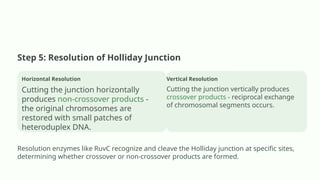 Holliday-Model-of-DNA-Recombination.pptx