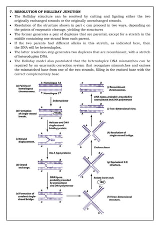 Crossing Over Dna
