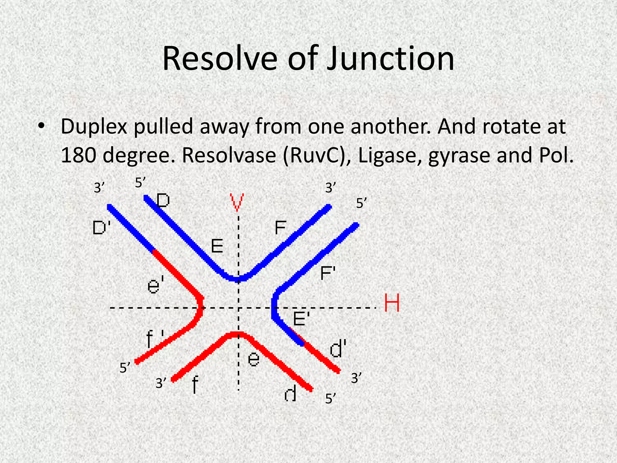 Holliday Model of DNA Recombination | PPTX