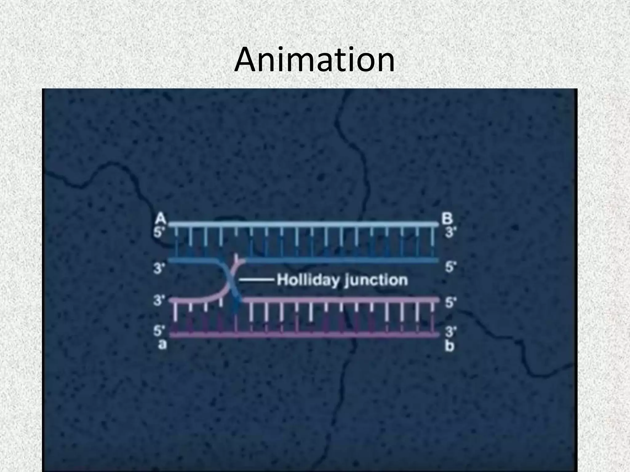 Holliday Model of DNA Recombination | PPTX