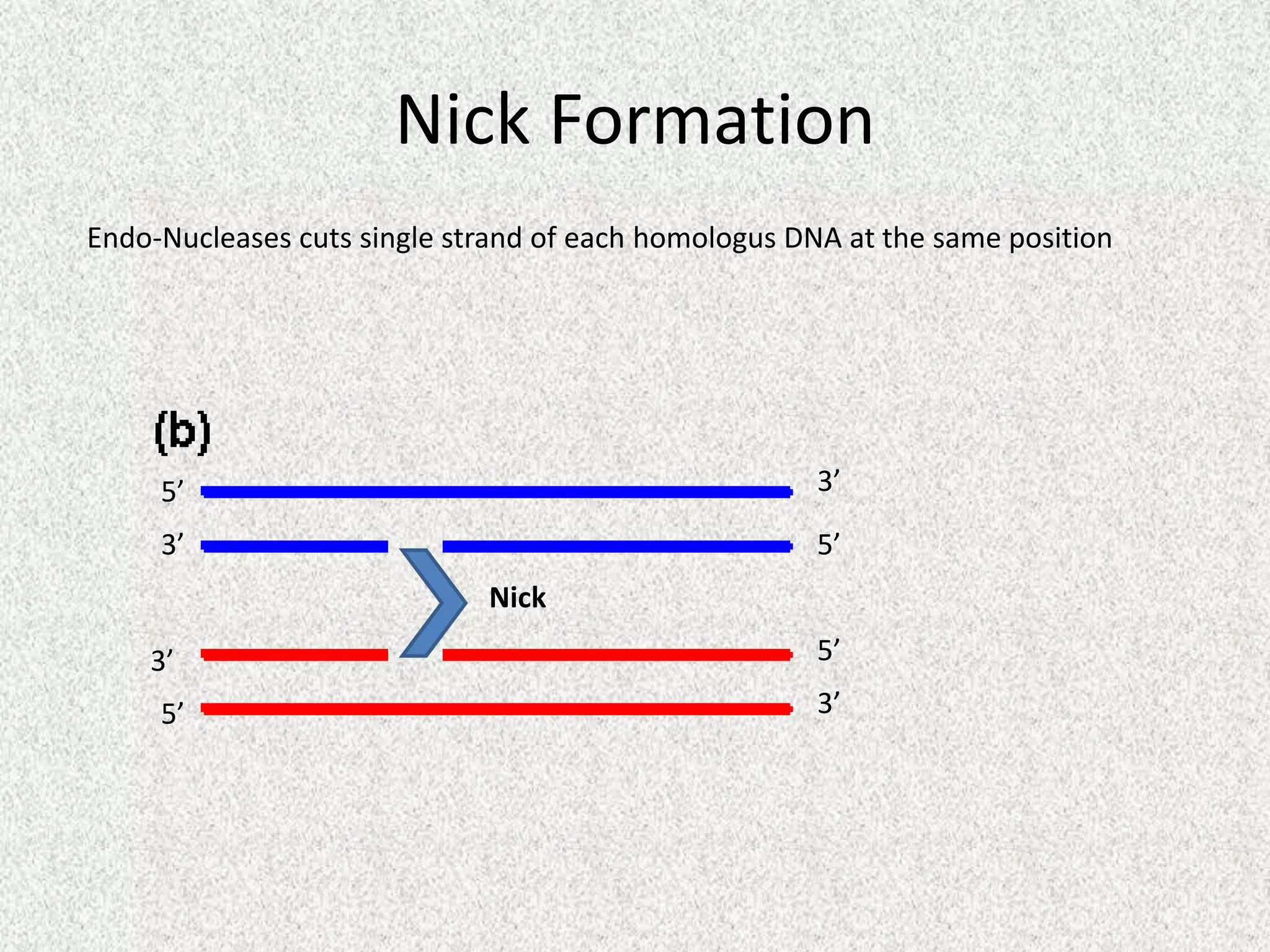Holliday Model of DNA Recombination | PPTX