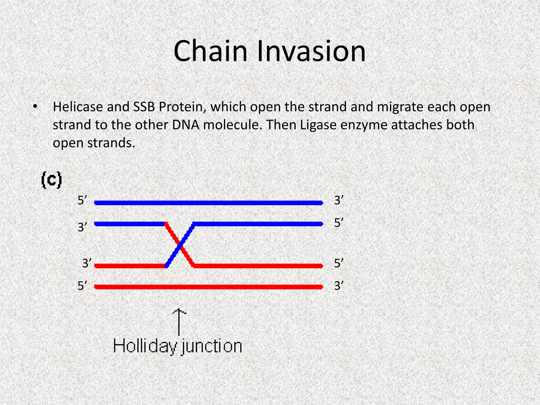 Holliday Model of DNA Recombination | PPTX