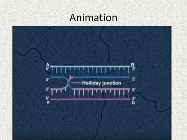 Holliday Model of DNA Recombination | PPTX