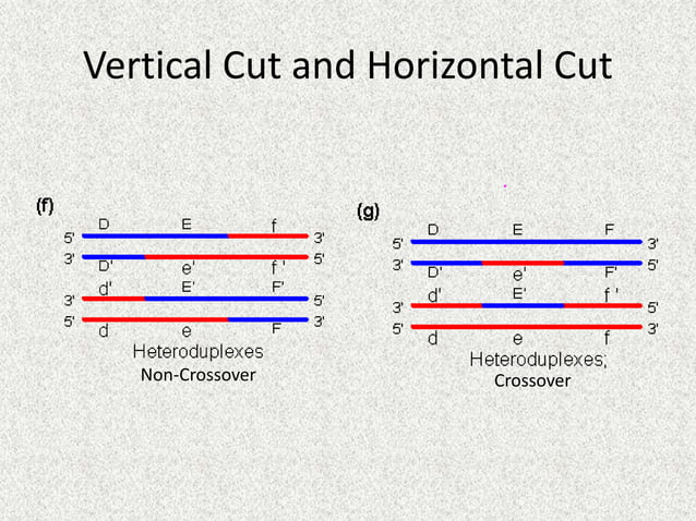 Holliday Model of DNA Recombination | PPTX