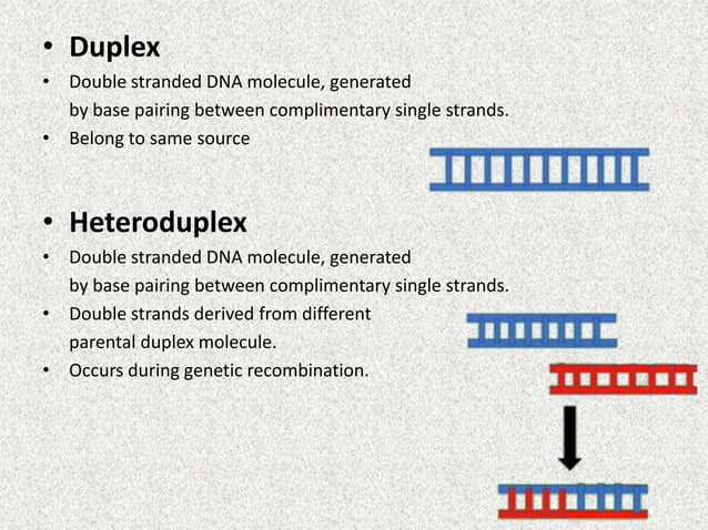 Holliday Model of DNA Recombination | PPTX