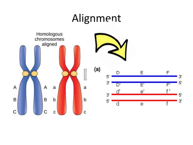Holliday Model of DNA Recombination | PPTX