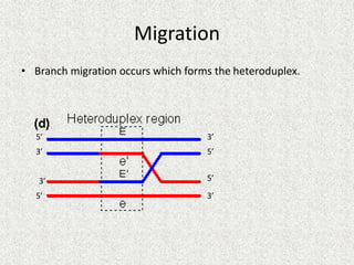 Holliday Model of DNA Recombination | PPTX