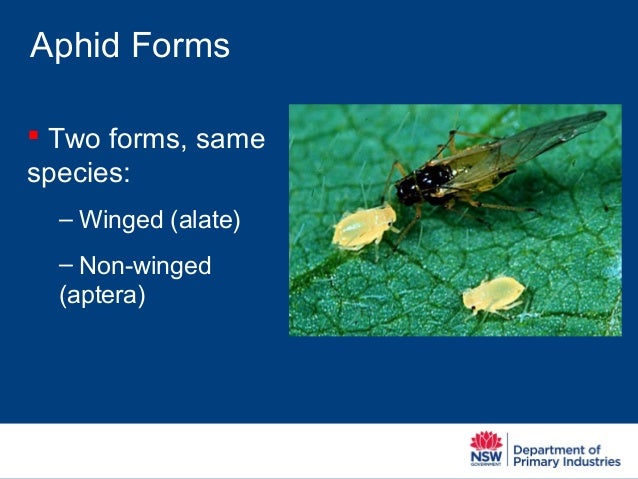 Jo Holloway Green peach aphid identification & lifecycle 2014-0805