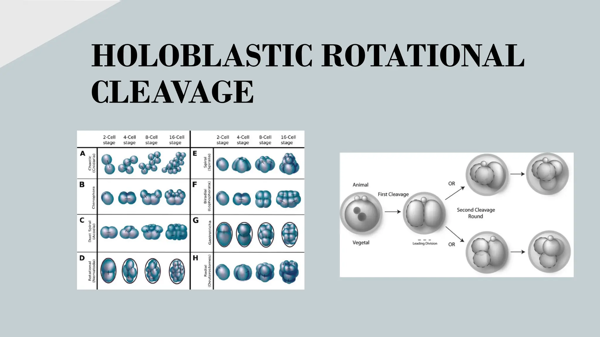HOLOBLASTIC ROTATIONAL CLEAVAGE Sky Lawa-an | PPTX