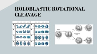 HOLOBLASTIC ROTATIONAL CLEAVAGE Sky Lawa-an | PPT