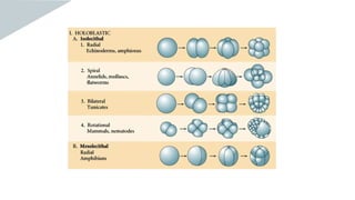 HOLOBLASTIC ROTATIONAL CLEAVAGE Sky Lawa-an | PPTX