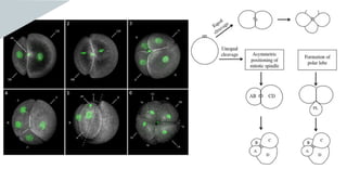 HOLOBLASTIC ROTATIONAL CLEAVAGE Sky Lawa-an | PPT