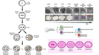 HOLOBLASTIC ROTATIONAL CLEAVAGE Sky Lawa-an | PPTX