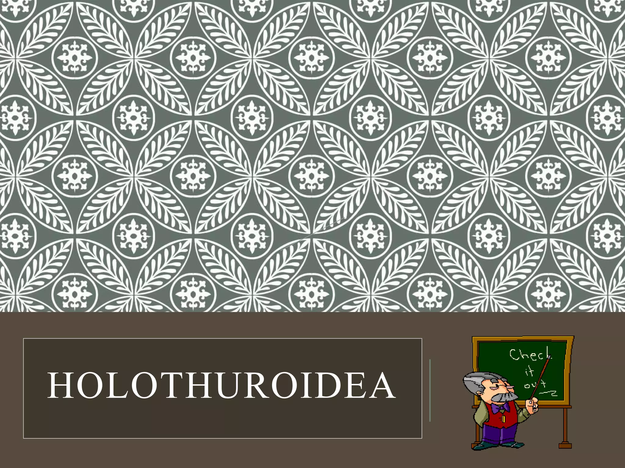 Holothuroidea | PPTX