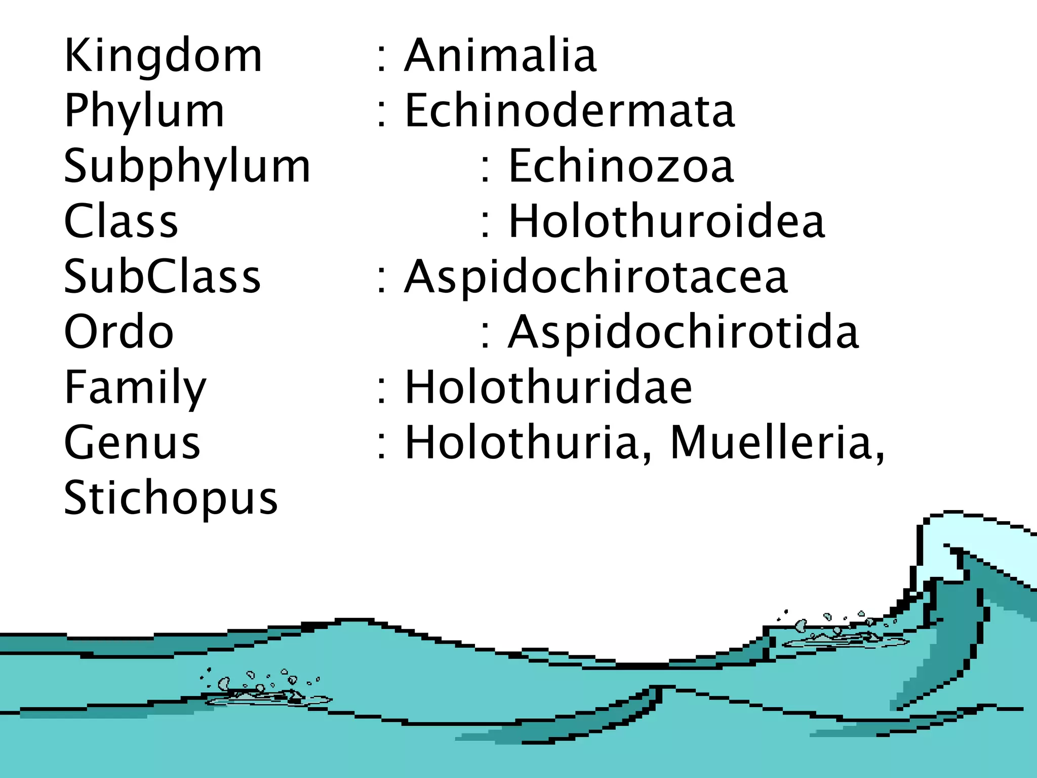 Holothuroidea | PPTX