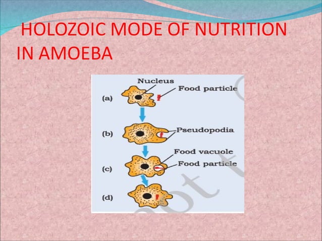 holozoic mode of nutrition - IN AMOEBA.ppt