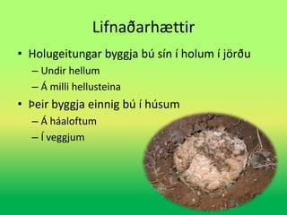 Holugeitungar | PPTX