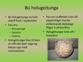 Holugeitungar | PPTX