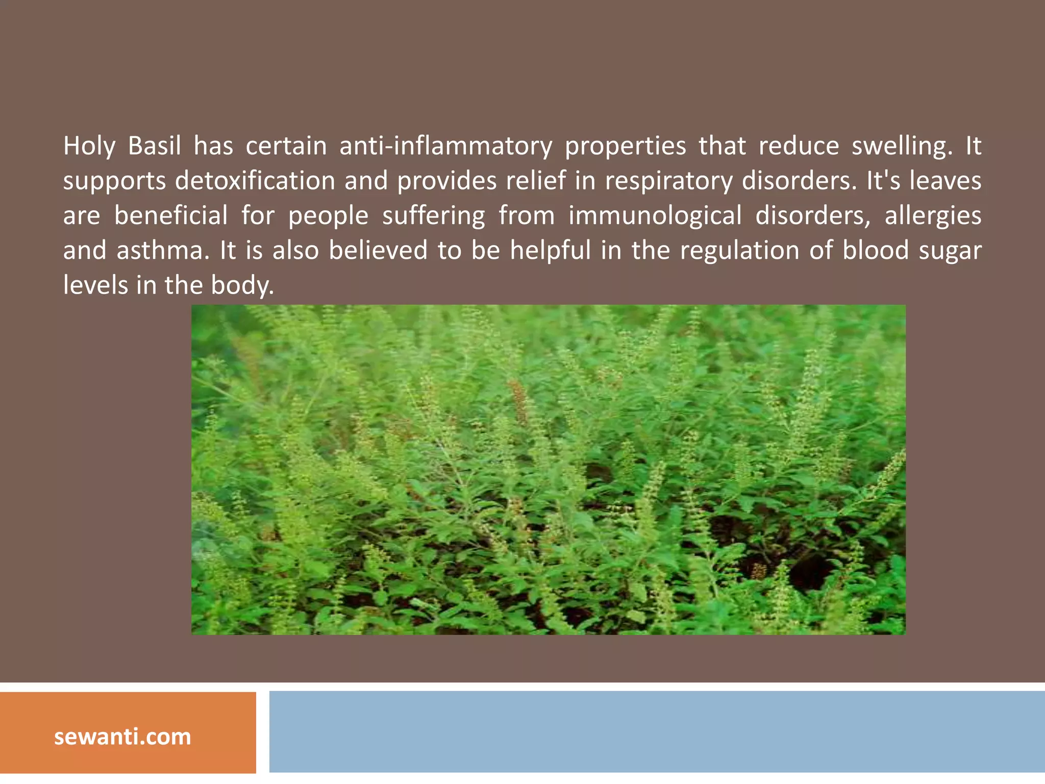 Holy basil Ayurvedic Immune Booster | PPTX
