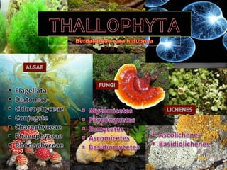 thallophyta | PPTX