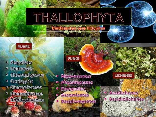 thallophyta | PPTX