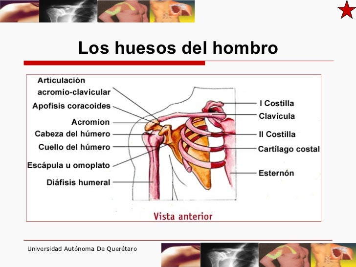Anatomia Hombro Fisiot