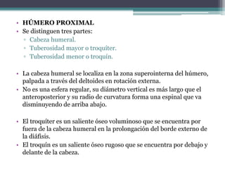 Hombro | PPTX