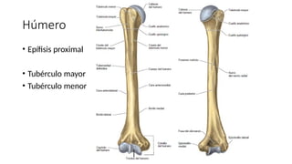 Anatomía de hombro y biomecánica, manguito rotador | PPTX