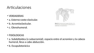 ANATOMIA DEL HOMBRO..................... | PPTX