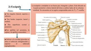 Hombro anatomía y patologías más comunes .pptx