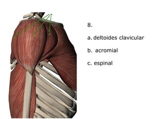 Hombro y clavícula. Anatomía. Radiología. | PPTX