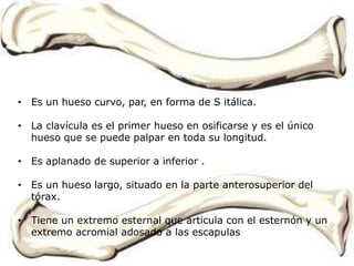 Hombro y clavícula. Anatomía. Radiología. | PPTX