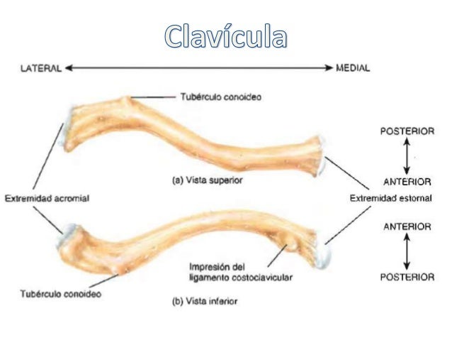 Hombro y clavícula. Anatomía. Radiología.
