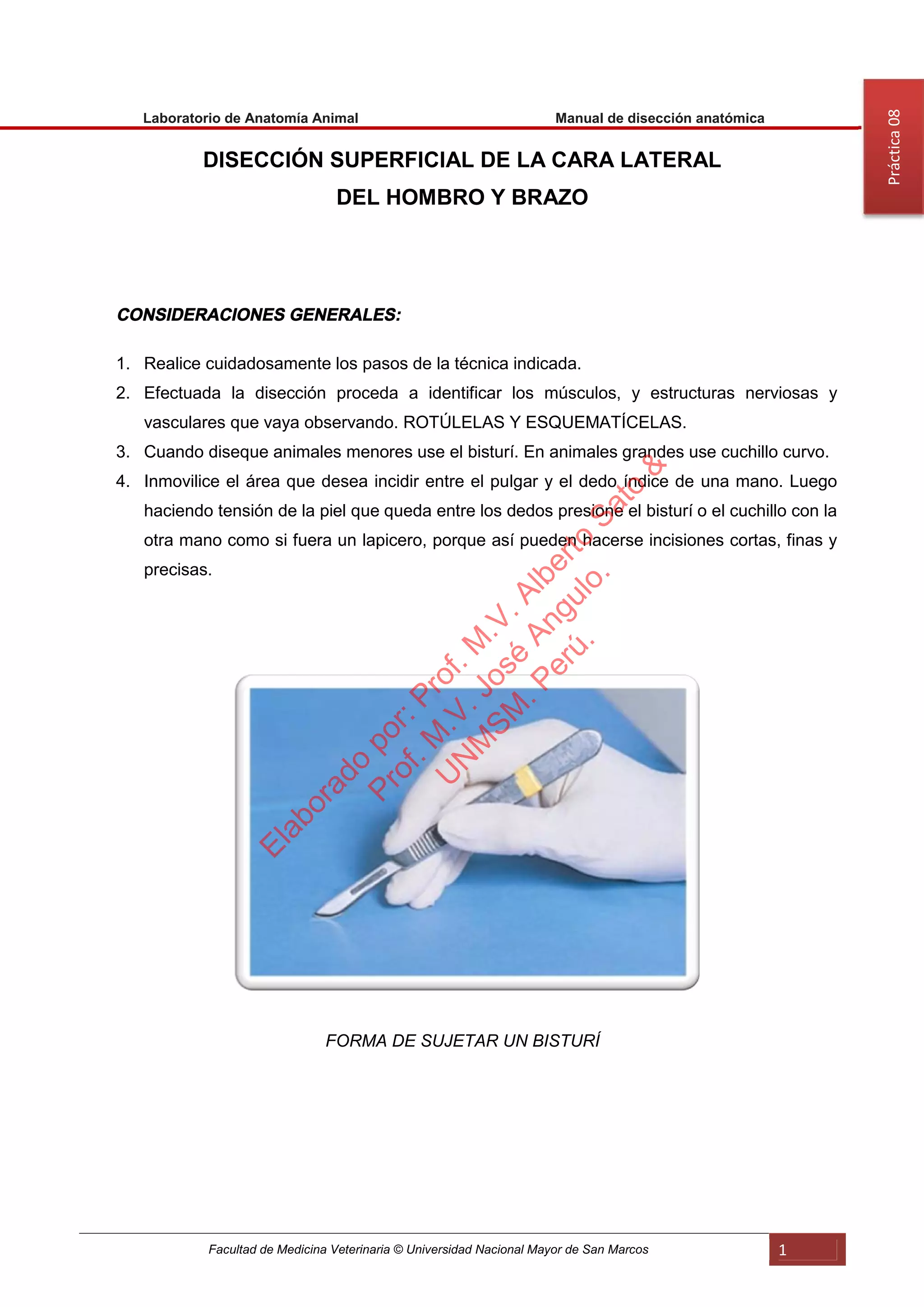 MANUAL DE DISECCIÓN DE ANATOMÍA ANIMAL. DISECCIÓN SUPERFICIAL DE LA ...