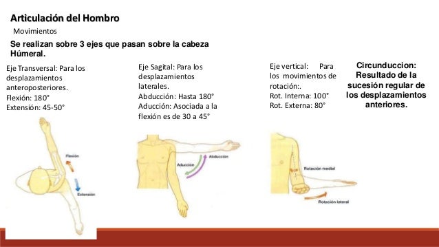 Flexion Y Extension De Hombro