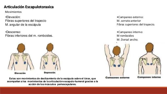 Cintura Escapular, Hombro y brazo