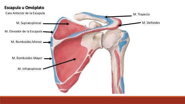 Cintura Escapular, Hombro y brazo