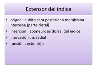 Hombro y posterior del brazo | PPTX