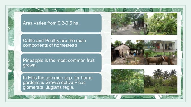 Home Garden Presentation.pptx