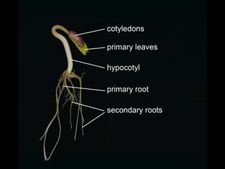 Germination Testing at Home | PPT