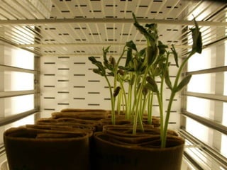 Germination Testing at Home | PPTX