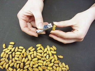 Germination Testing at Home | PPT