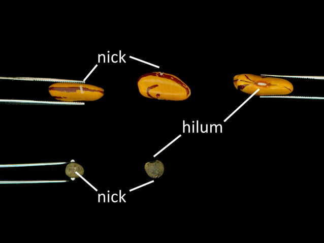 Germination Testing at Home | PPT
