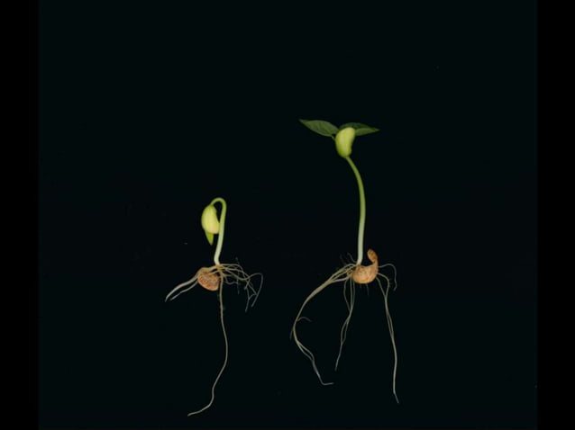 Germination Testing at Home | PPT