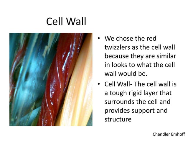Homemade cell powerpoint | PPT