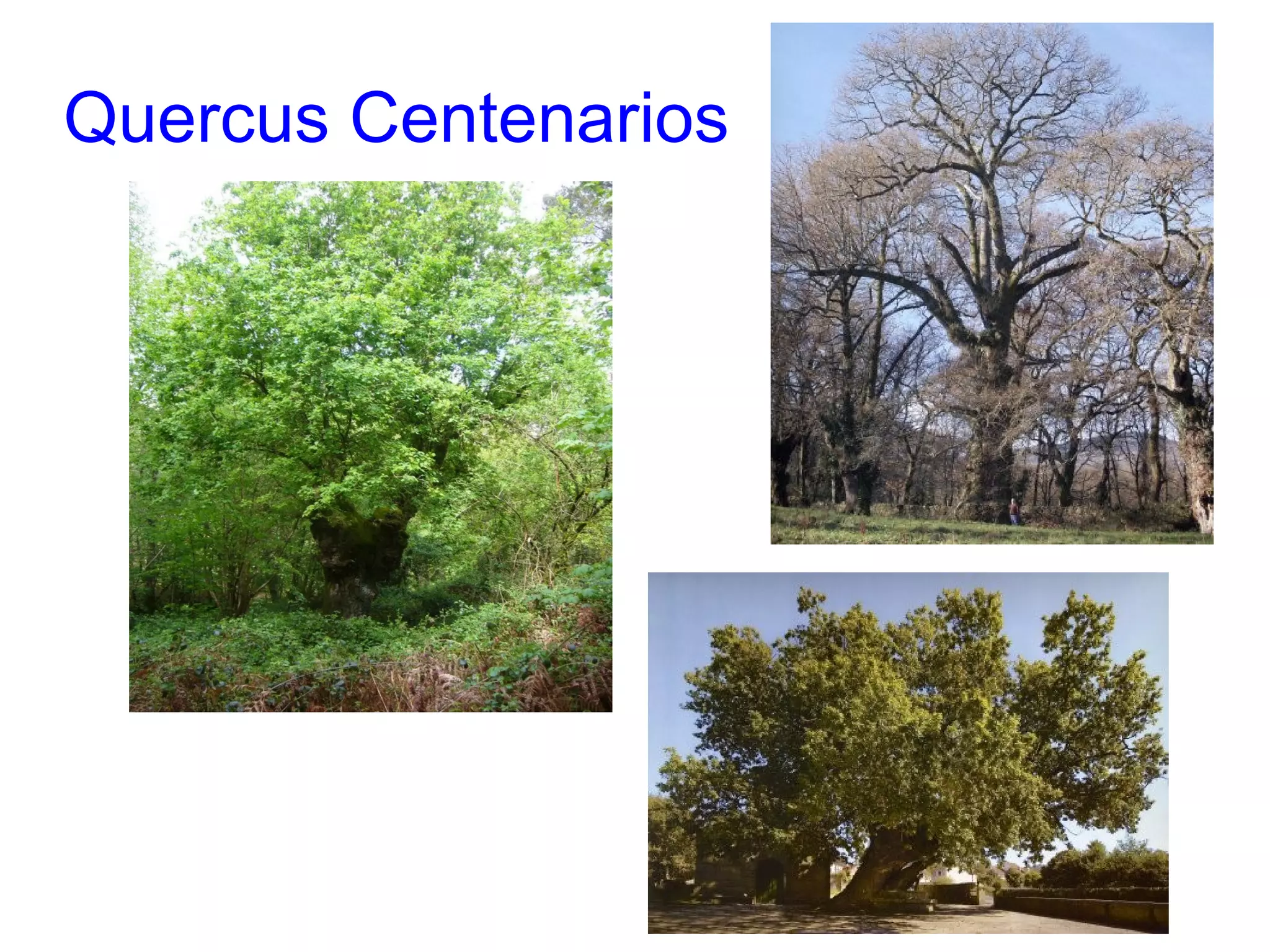 Homenaxe ao Quercus Robur | PPT